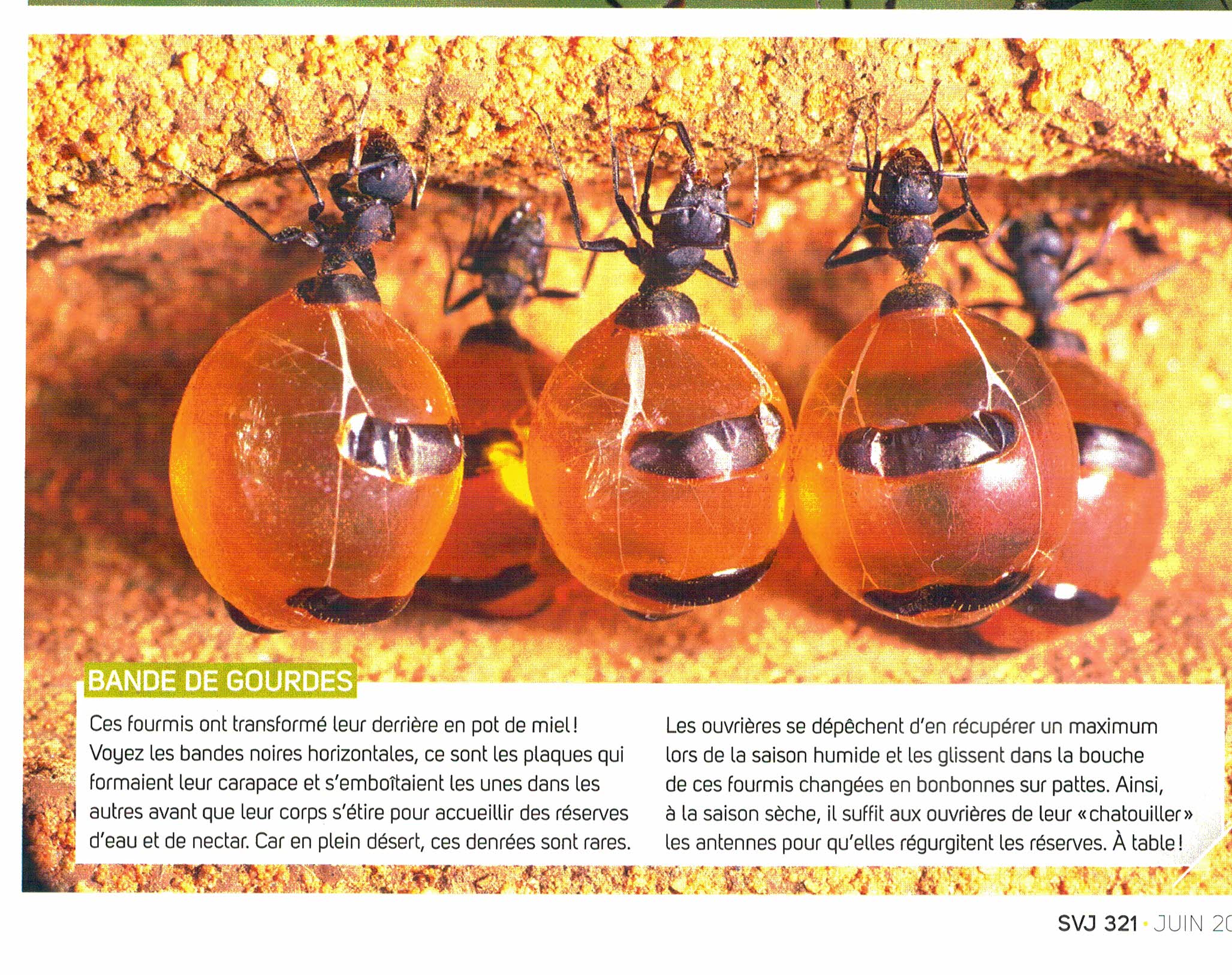 Fourmis comestibles Fourmis comestibles